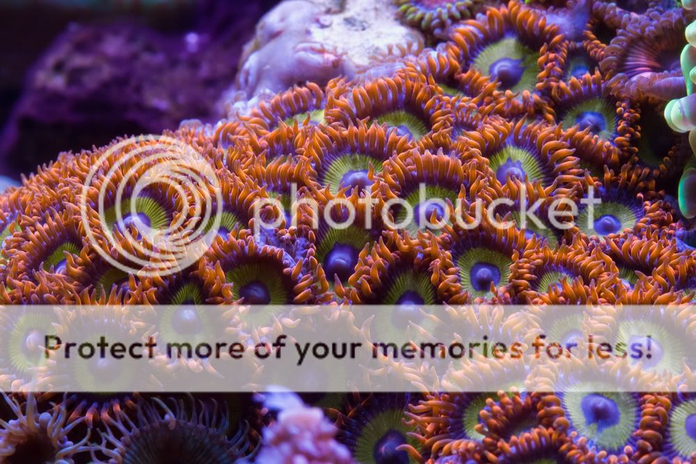 Fruit Loops | Reef2Reef