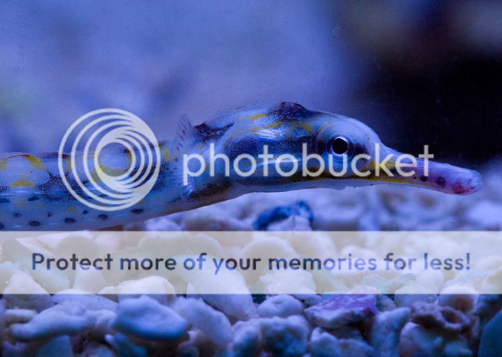 Dragonface pipefish experiences? | Reef2Reef