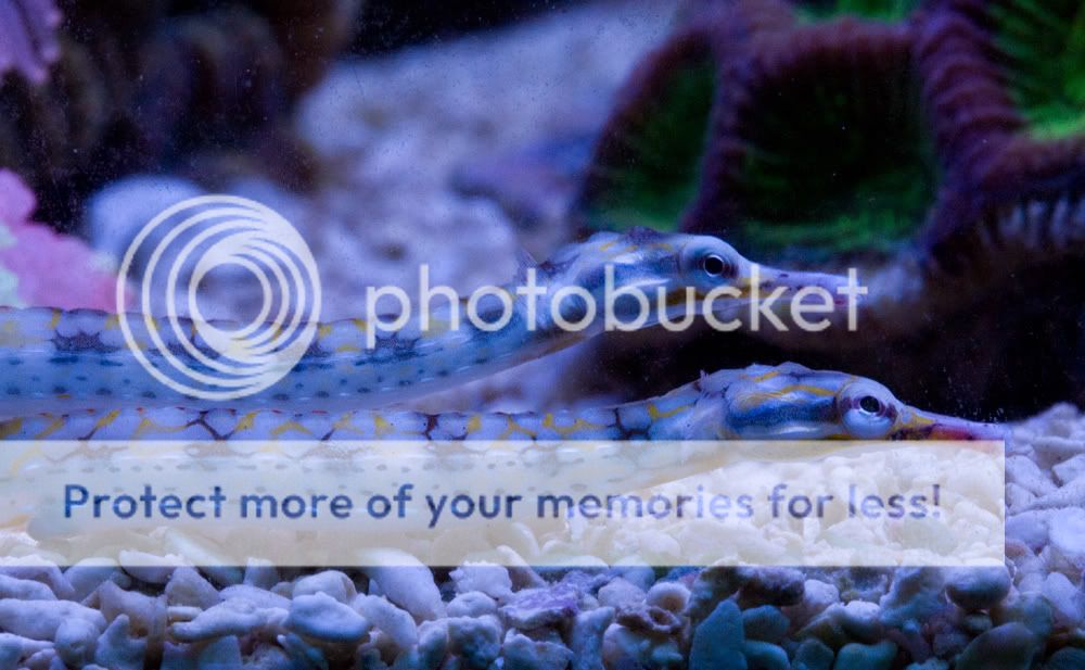 Dragonface pipefish experiences? | Reef2Reef