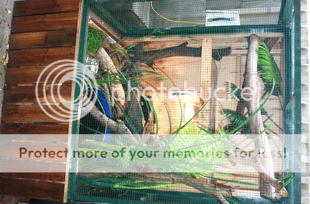 Eastern Water Dragon - Outdoor enclosure build. | Aussie Pythons & Snakes Forum