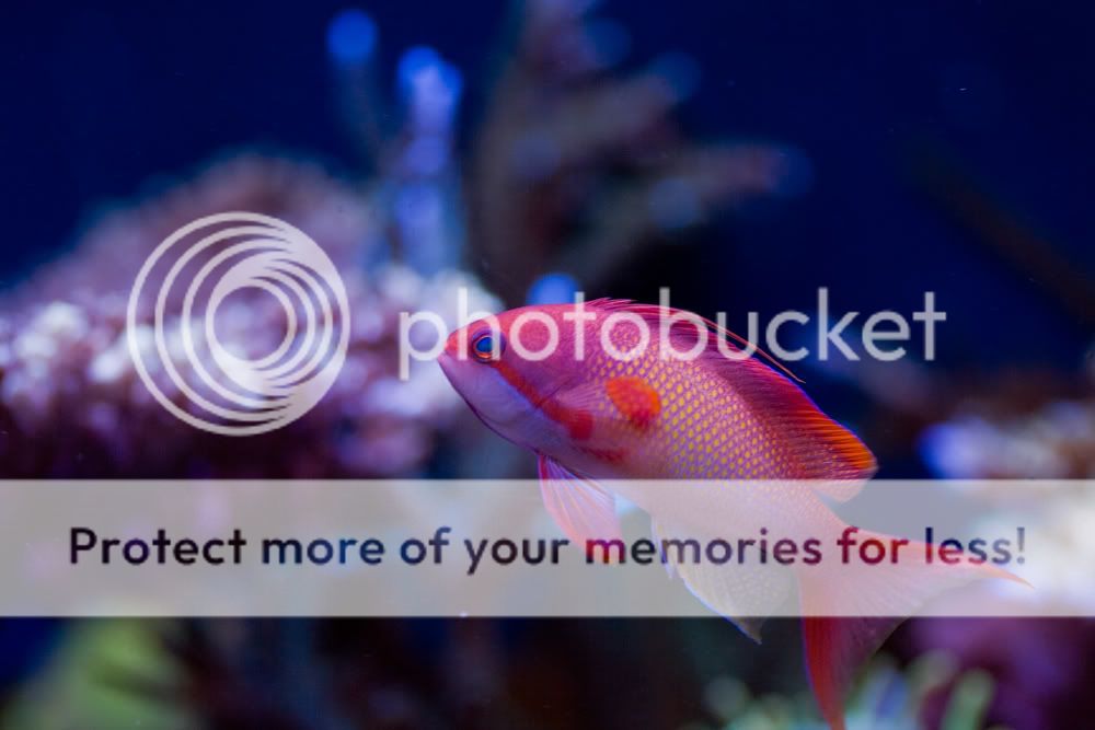 Saltwater Fish of the Day: Lyretail Anthias | Reef2Reef