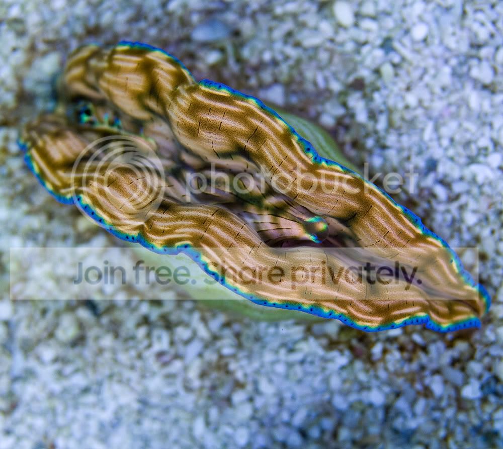 Lets see those CLAM photos! Clams that you have, had, or even ...
