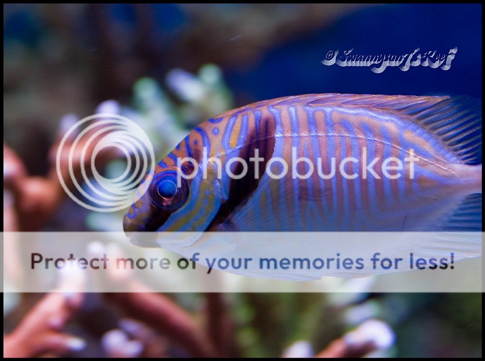 Virgate Rabbitfish / Siganus virgatus | Reef2Reef