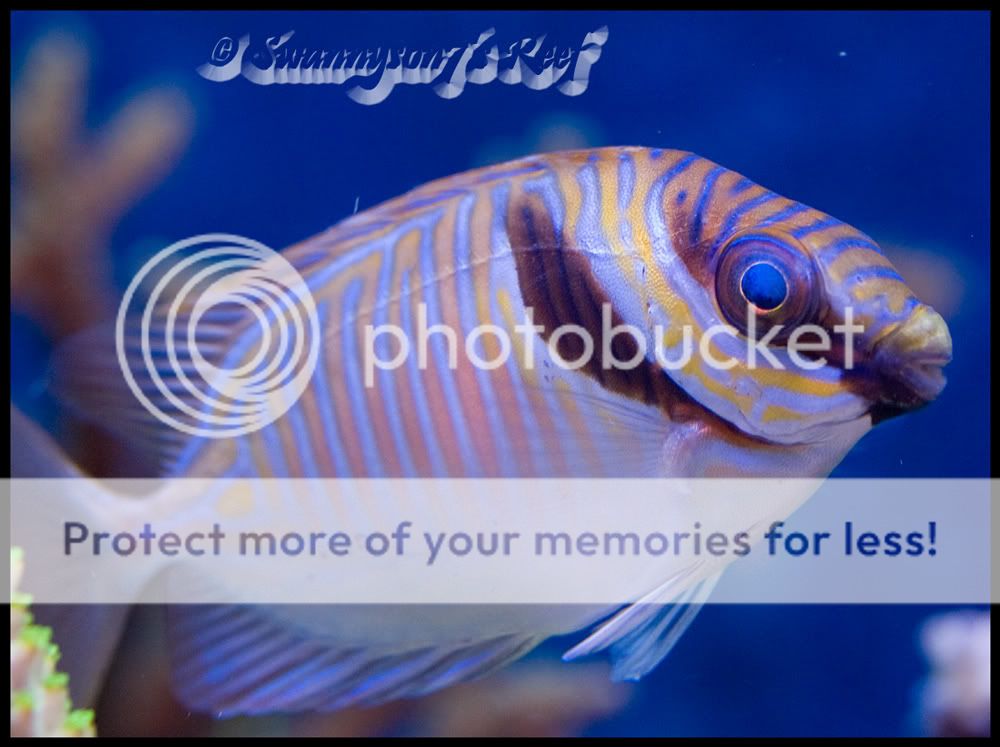 Virgate Rabbitfish / Siganus virgatus | Reef2Reef