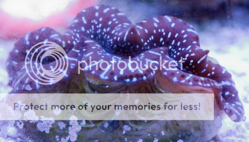 Lets see those CLAM photos! Clams that you have, had, or even ...