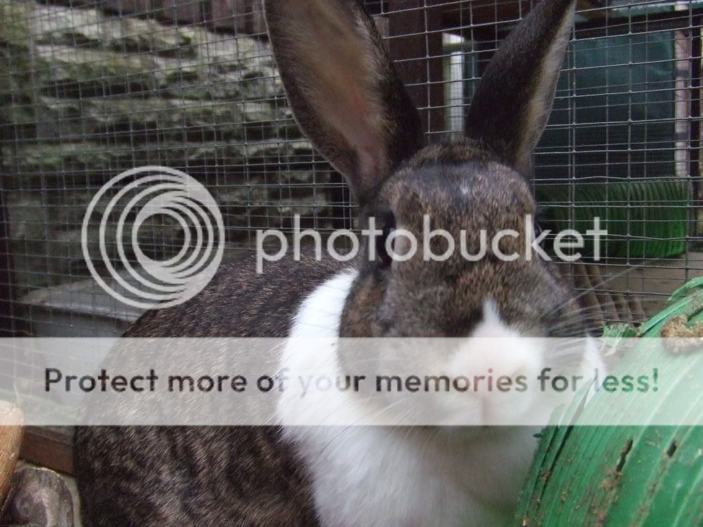 Available Rescue: - Sorbet ...lovely agouti/white dutch girl | Rabbits ...